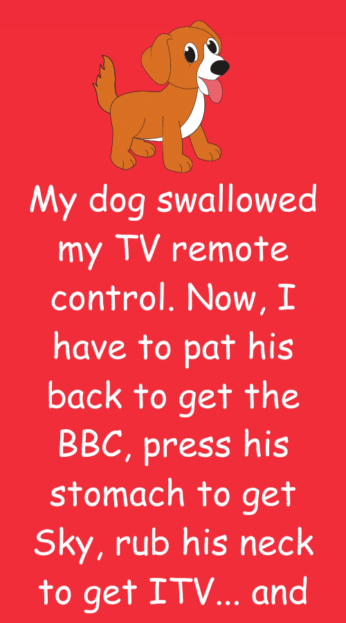 My dog swallowed my TV remote control - Funny Jokes - Abhinay Narayan Singh